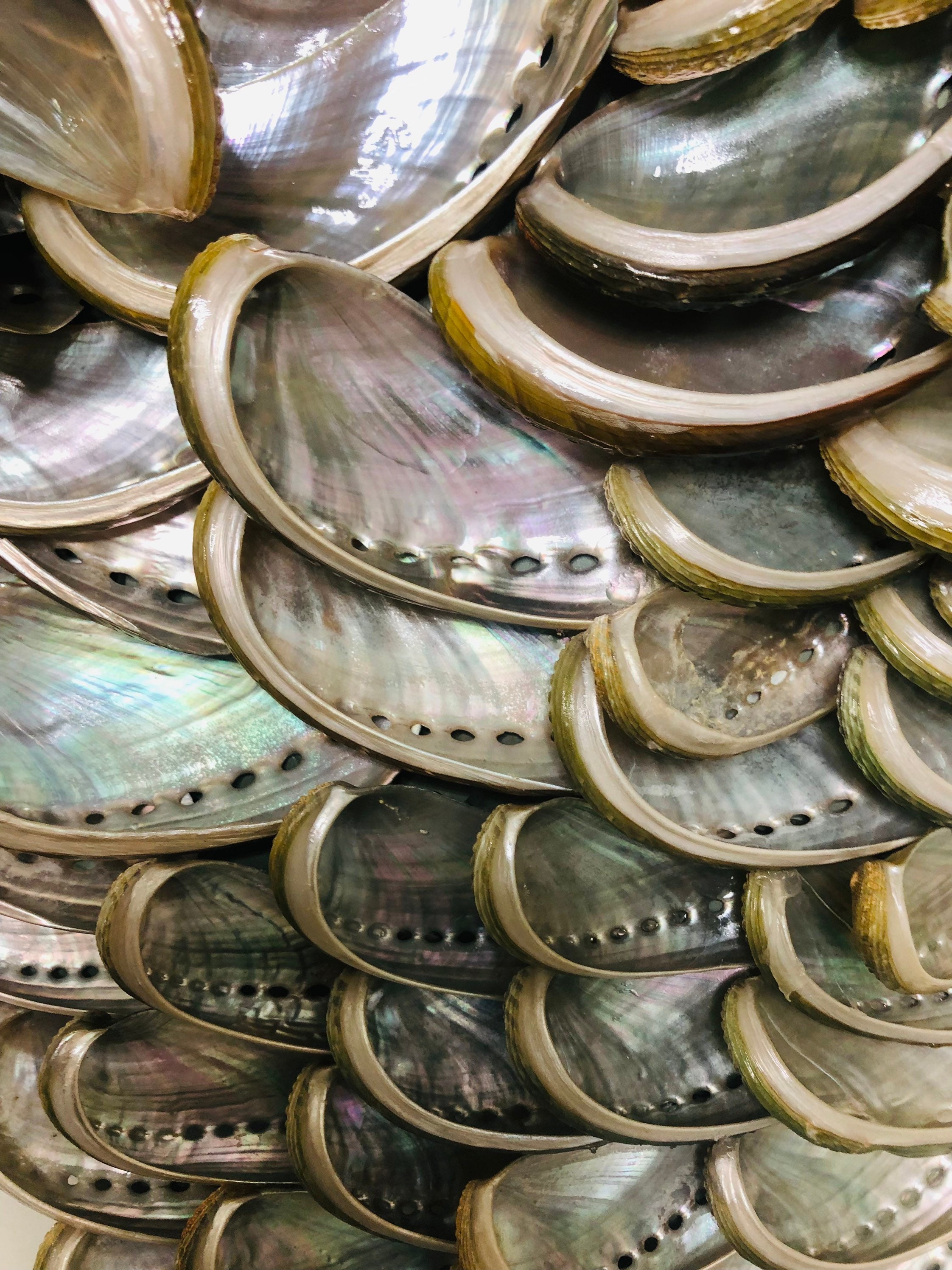 Abalone Seashell Angel Wings for Home Coastal Wall Beach - Etsy