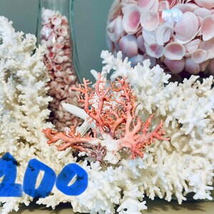 ShellandSeaCreations - Etsy