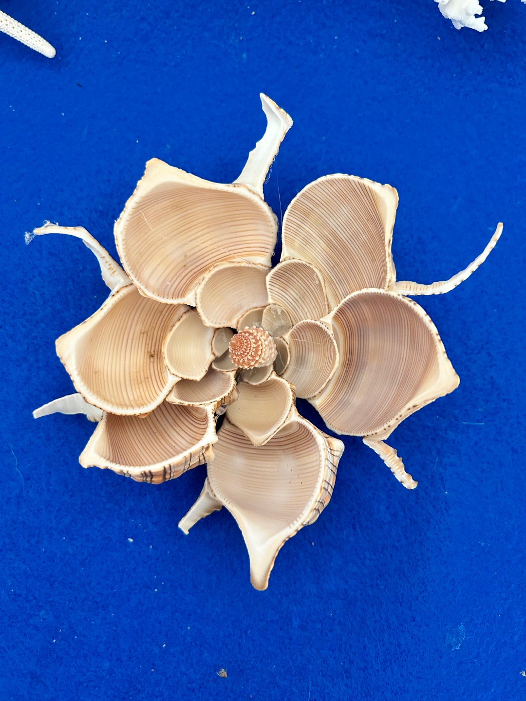 Half Cut Fox Shells for Shell Art, Shell Flowers, Shell Mirrors ...
