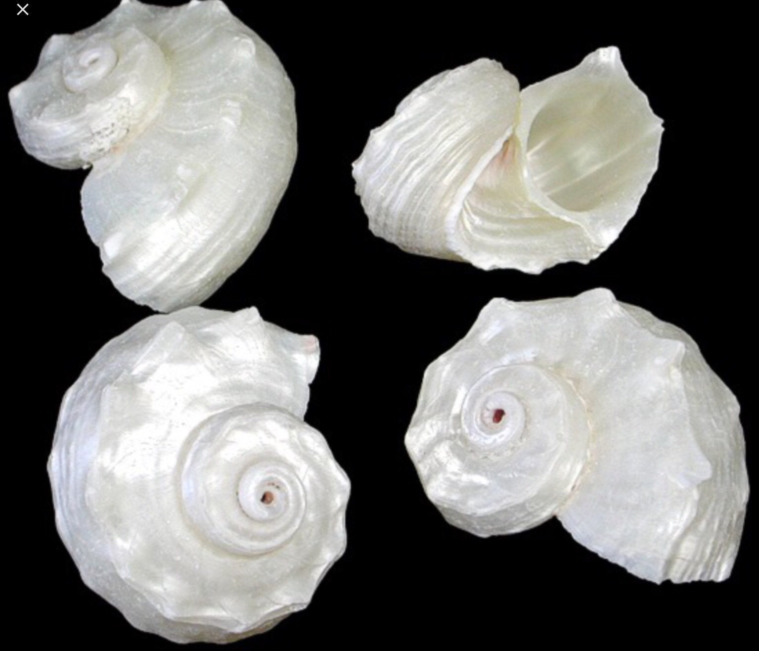 Pearlized Delphinia Seashells for Crafts Home Decor - Etsy