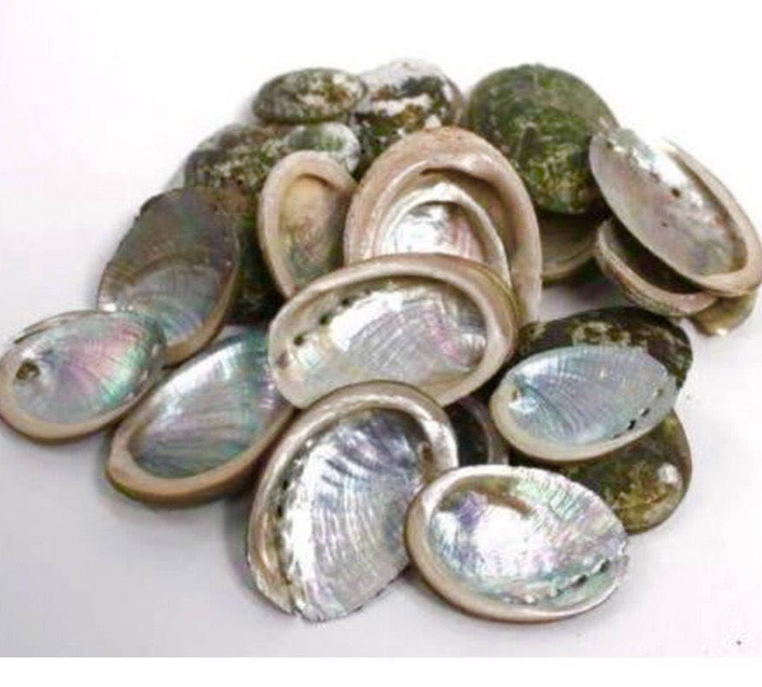 Oval Abalone Sea Shells for Crafts, Beach Decor, Gift, Collection ...