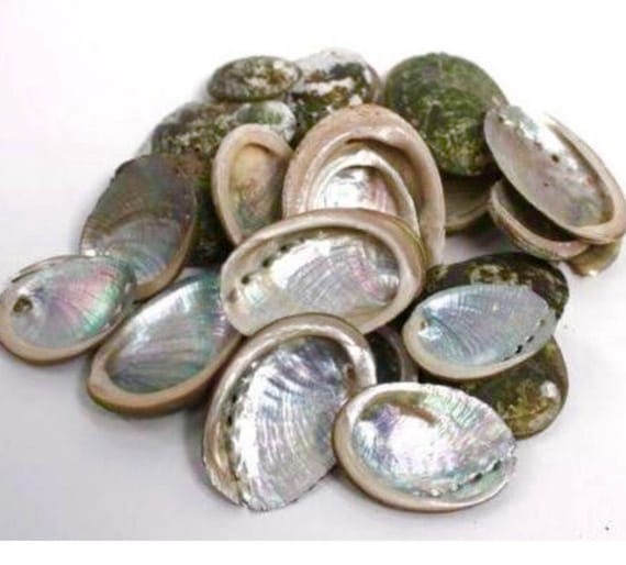 Oval Abalone Sea Shells for Crafts Beach Decor Gift - Etsy