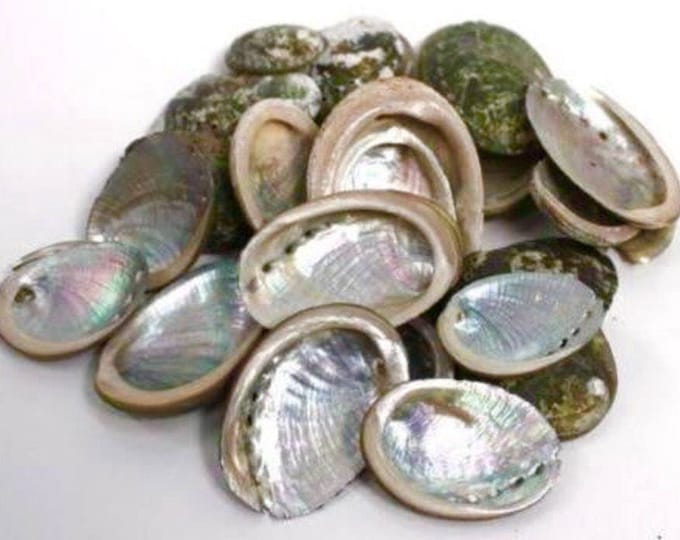 Oval Abalone Sea Shells for Crafts, Beach Decor, Gift, Collection ...
