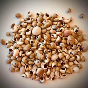 Small Shark Eye Shells for Crafts, Shell Art, Sailors Valentine ...