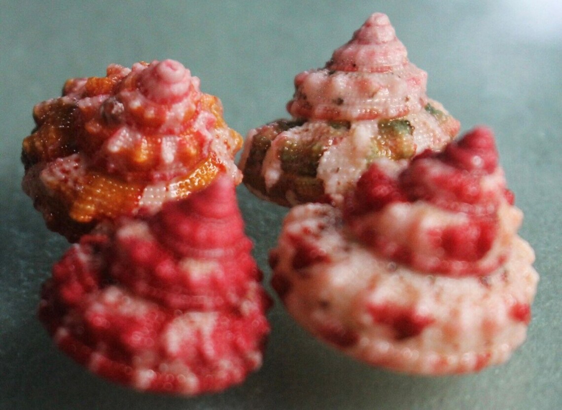 Set of 2 TROCHUS FERREIRAI Top Shells-very Unique for Crafts - Etsy