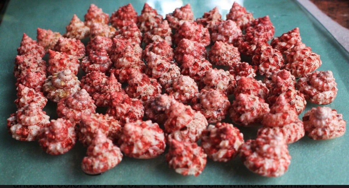 Set of 2 TROCHUS FERREIRAI Top Shells-very Unique for Crafts - Etsy