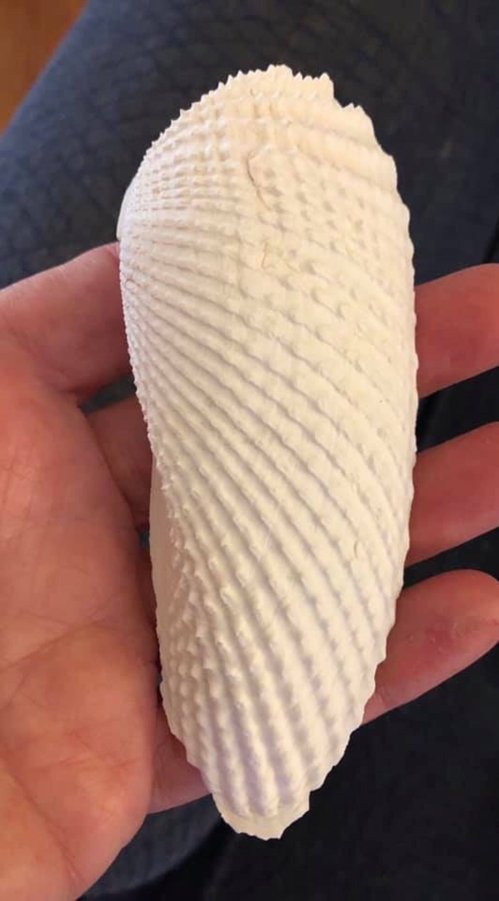 White Angel Wing Seashells for Crafts Home Decor Weddings - Etsy