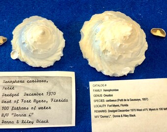 Green Turbo Operculum Cats Eye Shiva Shell for Crafts Shell - Etsy