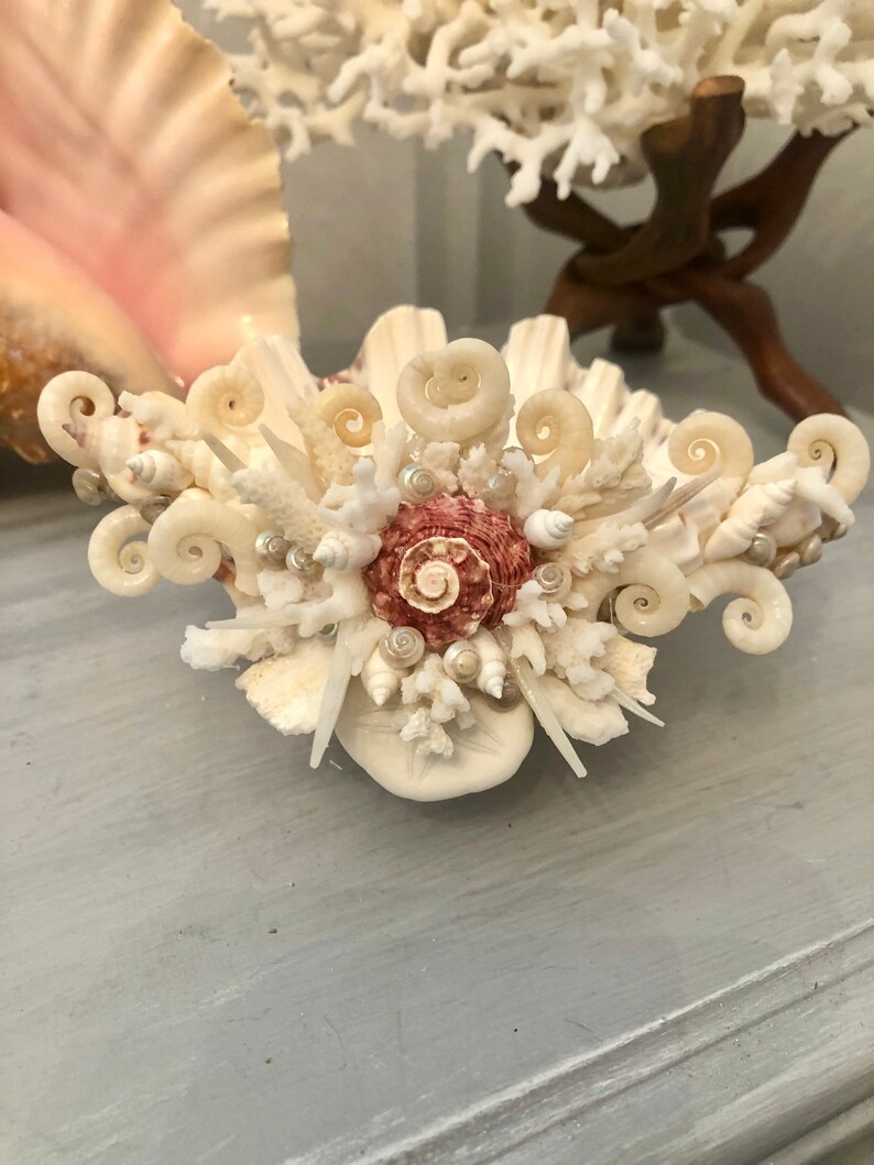 Spirula Spirula Shells for Sailors Valentines Shell Art - Etsy