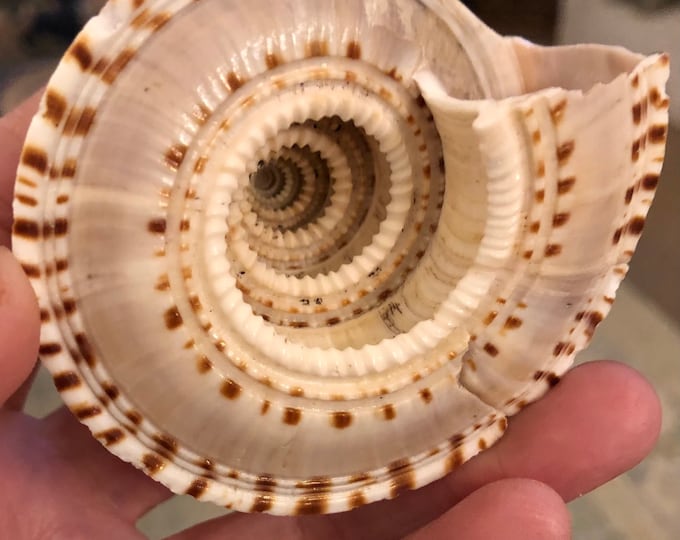 Real Natural Brown Sundial Shell Seashell Sun Dial Florida - Etsy Canada