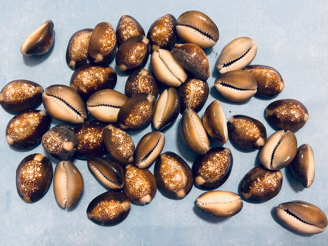 Serpent Cowrie Seashells for Crafts, Shell Art, Sailors Valentines ...