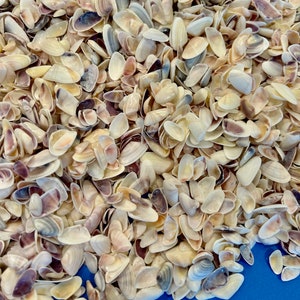 FREE SHIPPING, Vintage Pastel Coquina Shells for Sailors Valentines ...