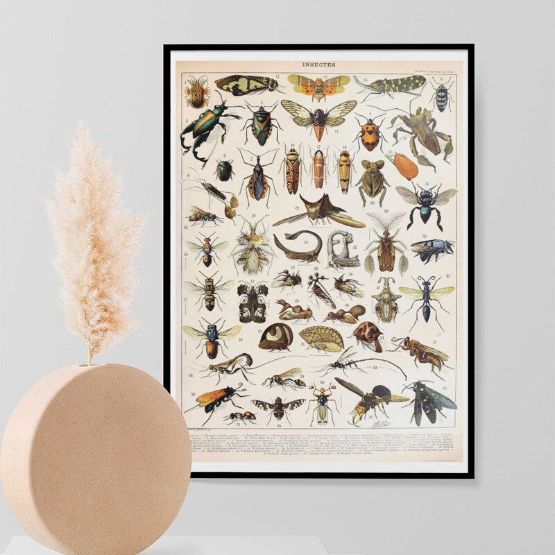 Insect Poster - Etsy