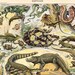 Vintage French Reptiles Print, French Larousse Natural History Turtles ...