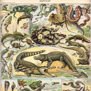 Vintage French Reptiles Print, French Larousse Natural History Turtles ...