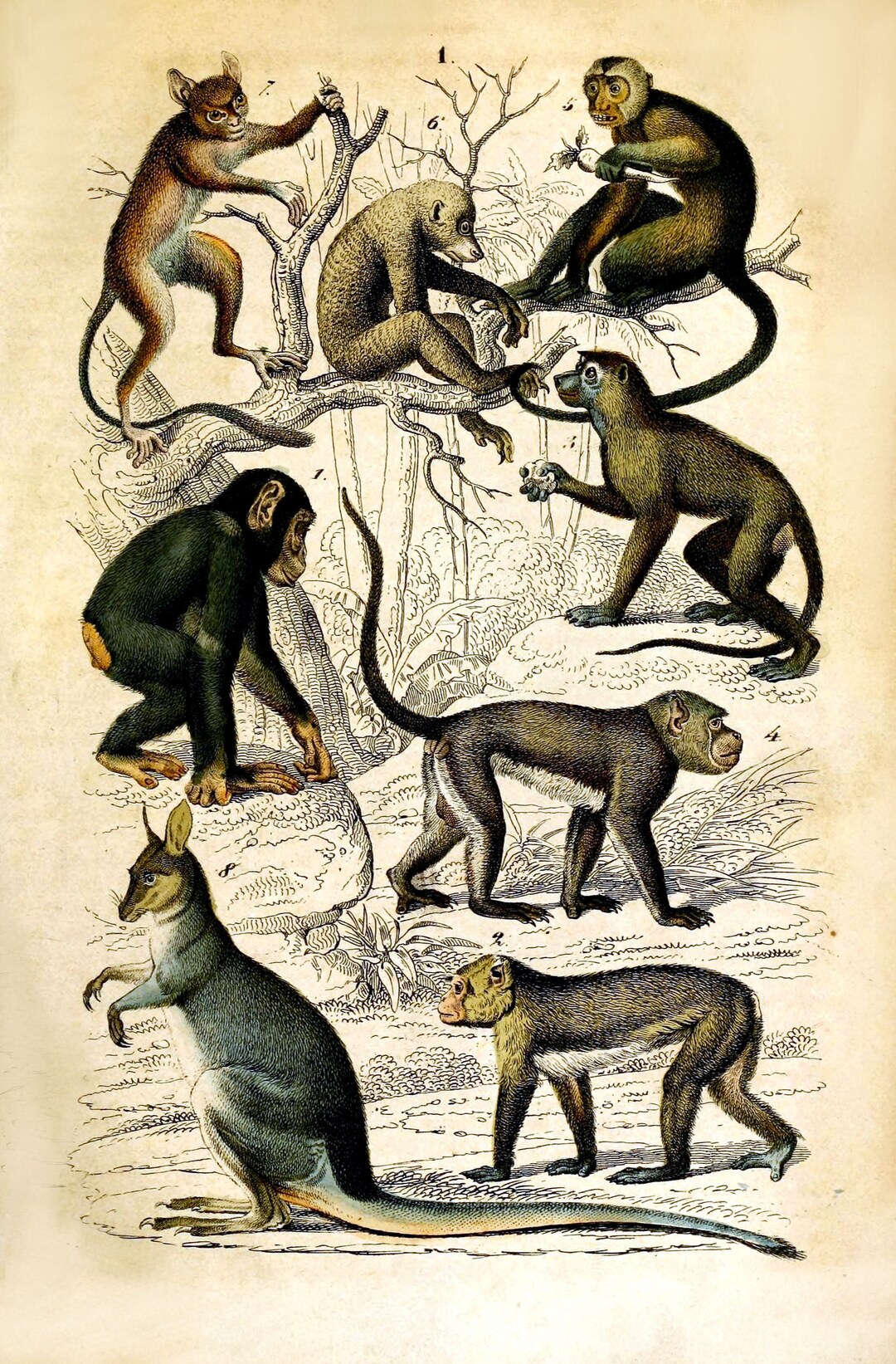 Apes, Chimpanzees Art Print, Photo Poster Wall Art Home Decor Primate ...