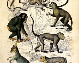 Antique Primate Art - Etsy UK