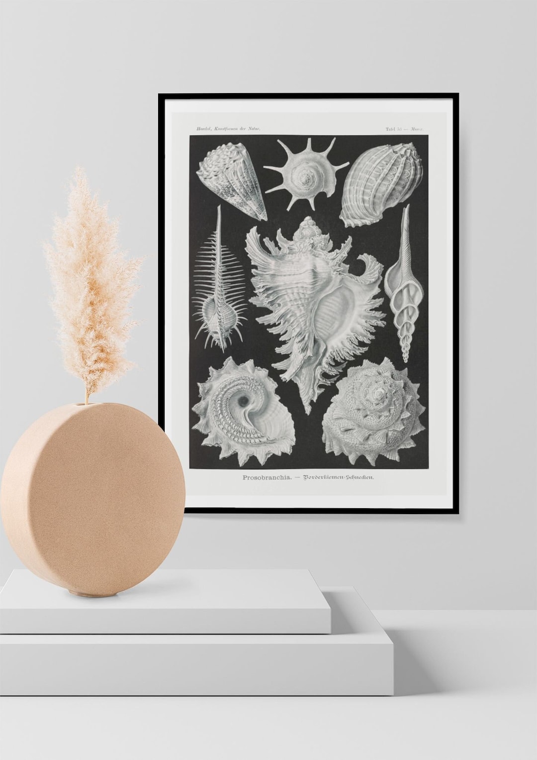 Ernst Haeckel Sea Shells, Scientific Illustration, Sea Illustration ...