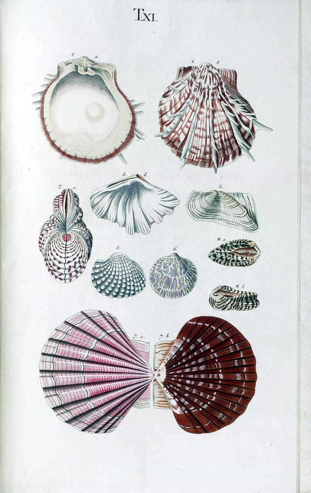 Sea Shell Print - Vintage Seashells Photo Poster Wall Art Gift Ocean ...