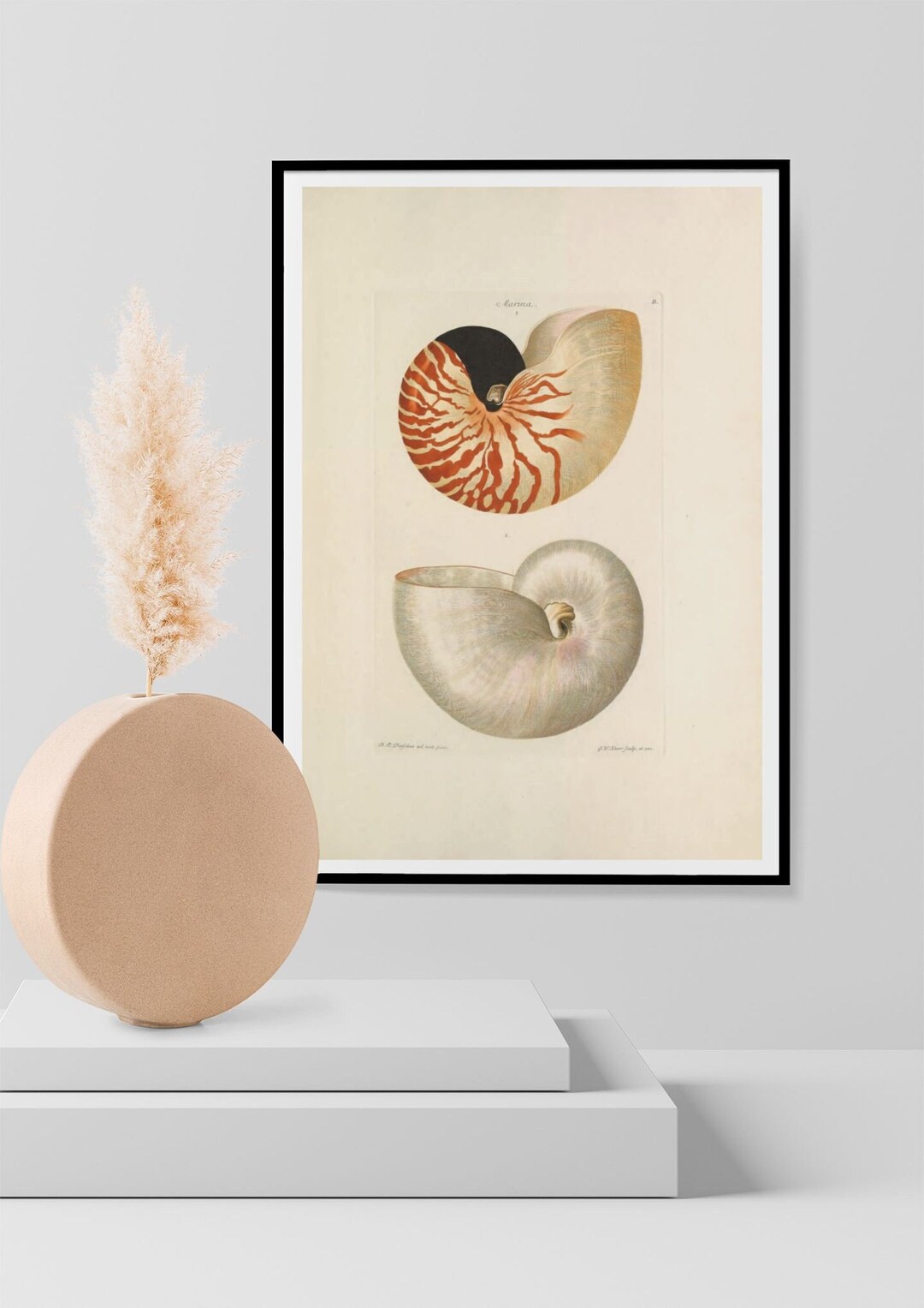 Vintage Nautilus Sea Shell Print, Seashell, Coastal Marine Beach Wall ...