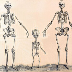 Vintage Anatomical Skeleton Family Print by Edward Mitchell, Vintage ...