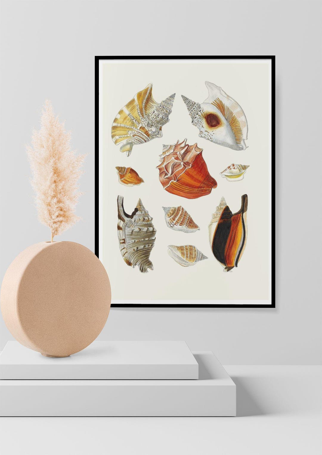 Vintage Sea Shell Print, Seashell Illustration, Coastal Marine Conch ...