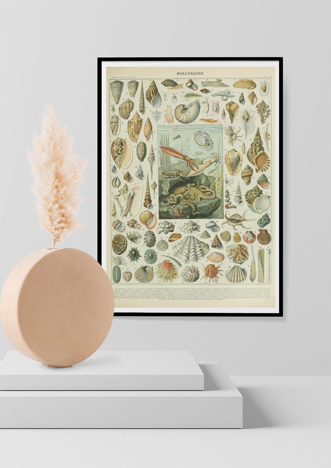 Adolphe Millot Vintage Mollusques Print, Snails, Squid, Cuttlefish ...
