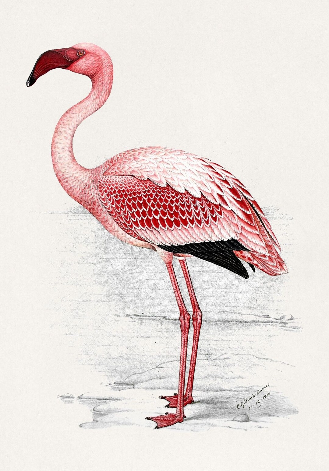 Lesser Flamingo 1919 Wall Art Print Poster Painting Print C.G Finch ...