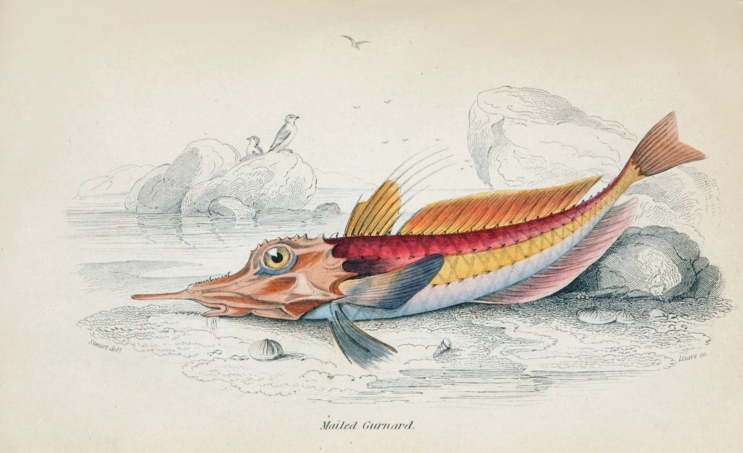 Set of Two Vintage Colourful Fish Prints, 1800s Natural History Print ...