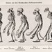 Vintage Anatomical Skeletons of Gibbon, Orang, Chimpanzee, Gorilla and ...