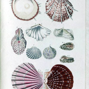 Set of 3 Sea Shell Prints - Three Vintage Seashells Paintings, Photo ...