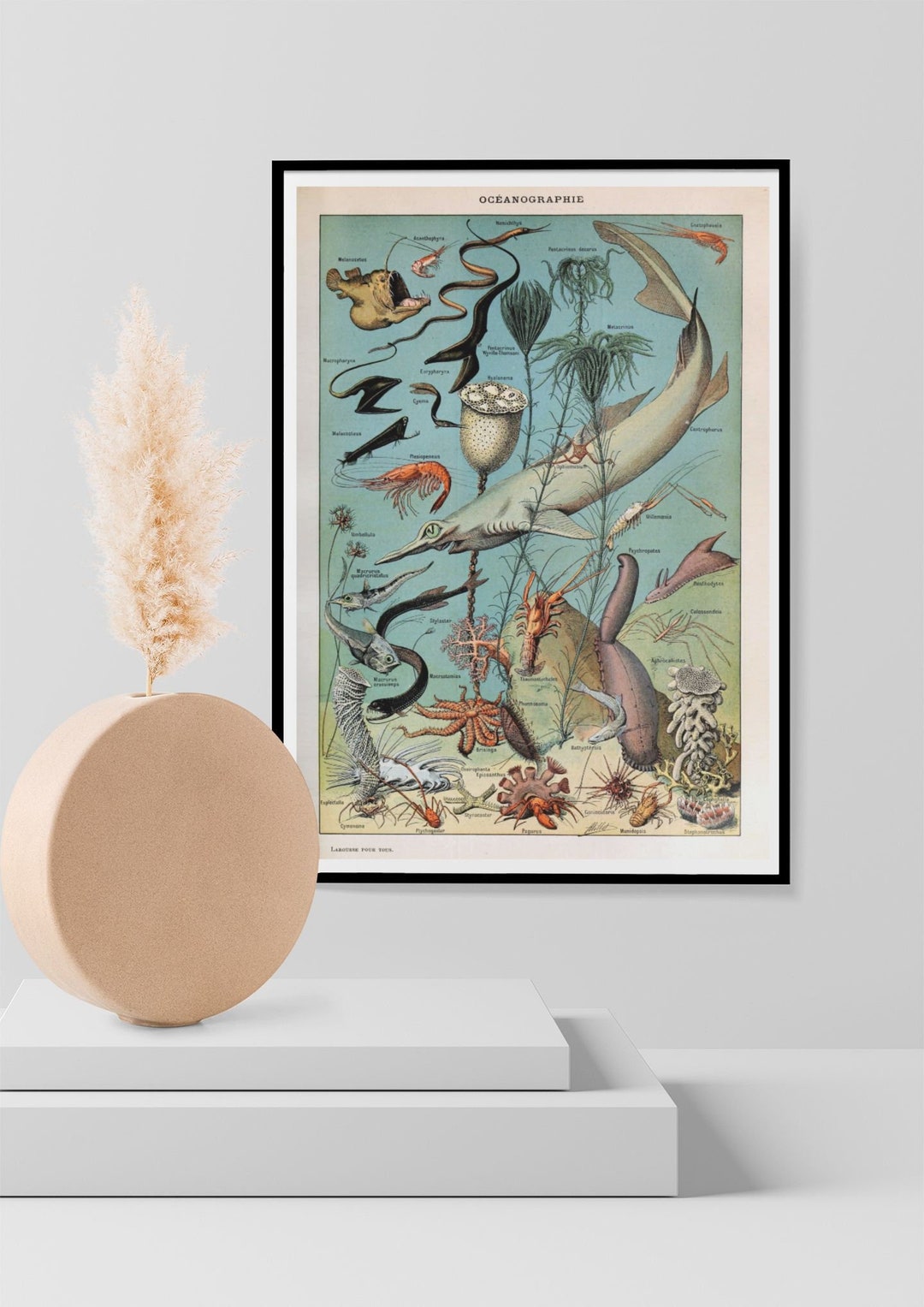 Adolphe Millot Ocean Sea Life Vintage Illustration Print Natural
