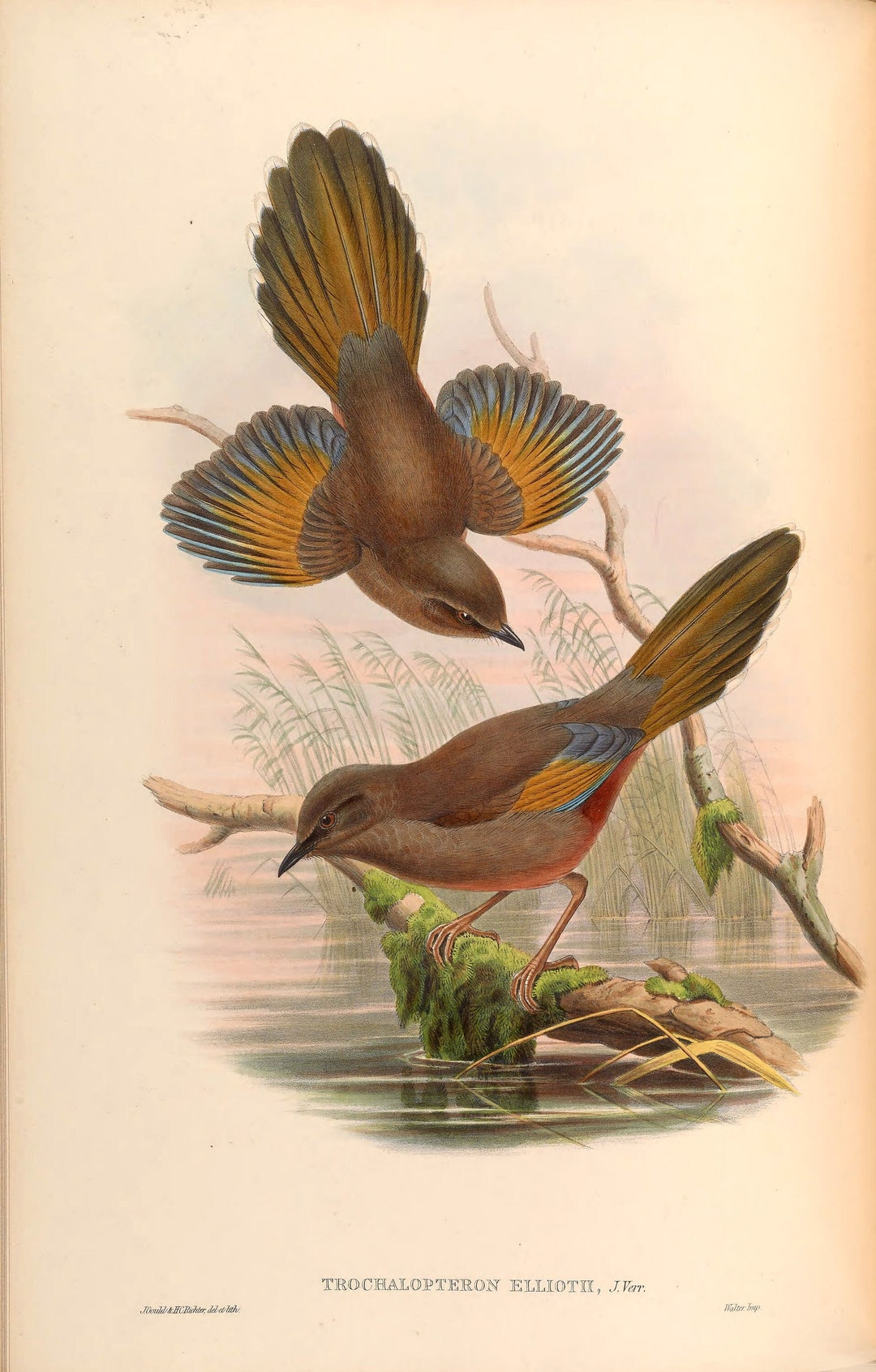 Elliot's Laughing Thrush, Vintage Bird Print, Antique John Gould Birds ...