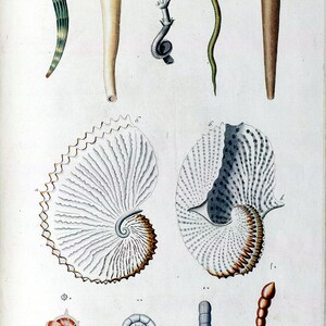 Set of 3 Sea Shell Prints - Three Vintage Seashells Paintings, Photo ...