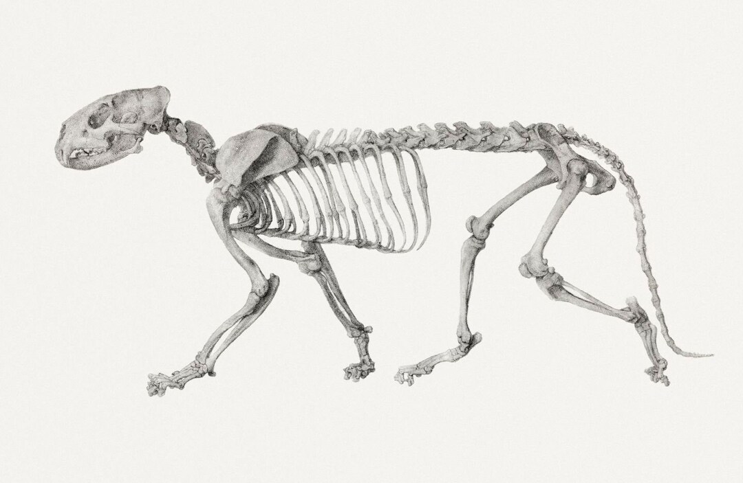 Tiger Skeleton Lateral View Print George Stubbs, Vintage Reproduction ...