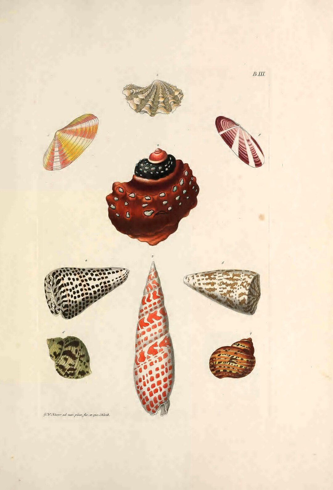 Vintage Nautilus Sea Shell & Coral Print, Seashell, Coastal Marine ...