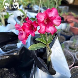 30+ Rare Free Shipping Multi Color Desert Rose Seed, Desert Rose Seeds ...