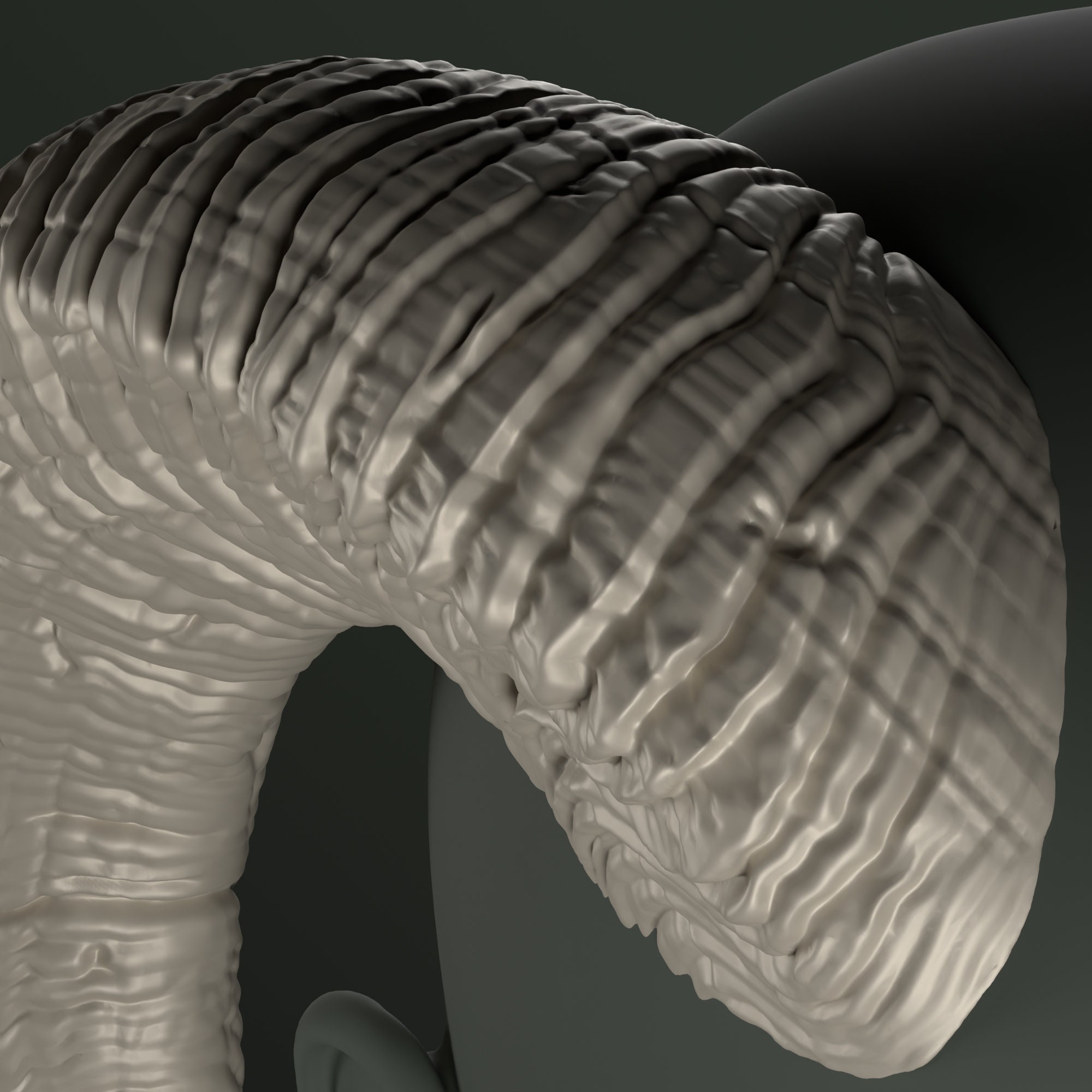 Digital 3D Model for Ram Horns | Marko - Etsy