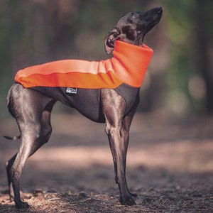 Italian greyhound clothing | Etsy