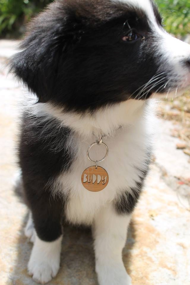 Personalised Wood Dog Tag-cat-pet-dog Tag Dog Id Tag-dog - Etsy