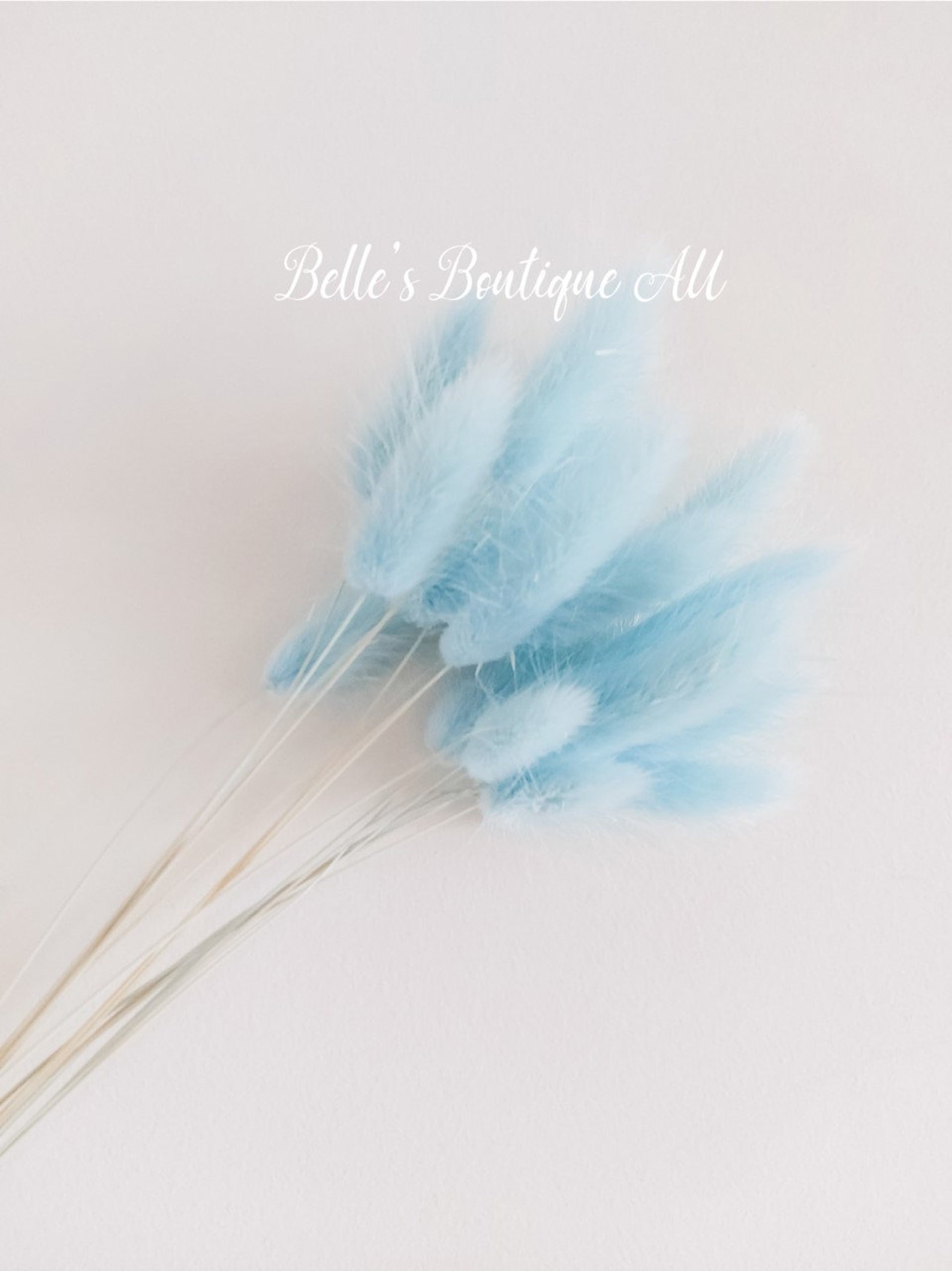 Dried Light Blue Bunny Tail Grass Preserved Bunnies Tails - Etsy