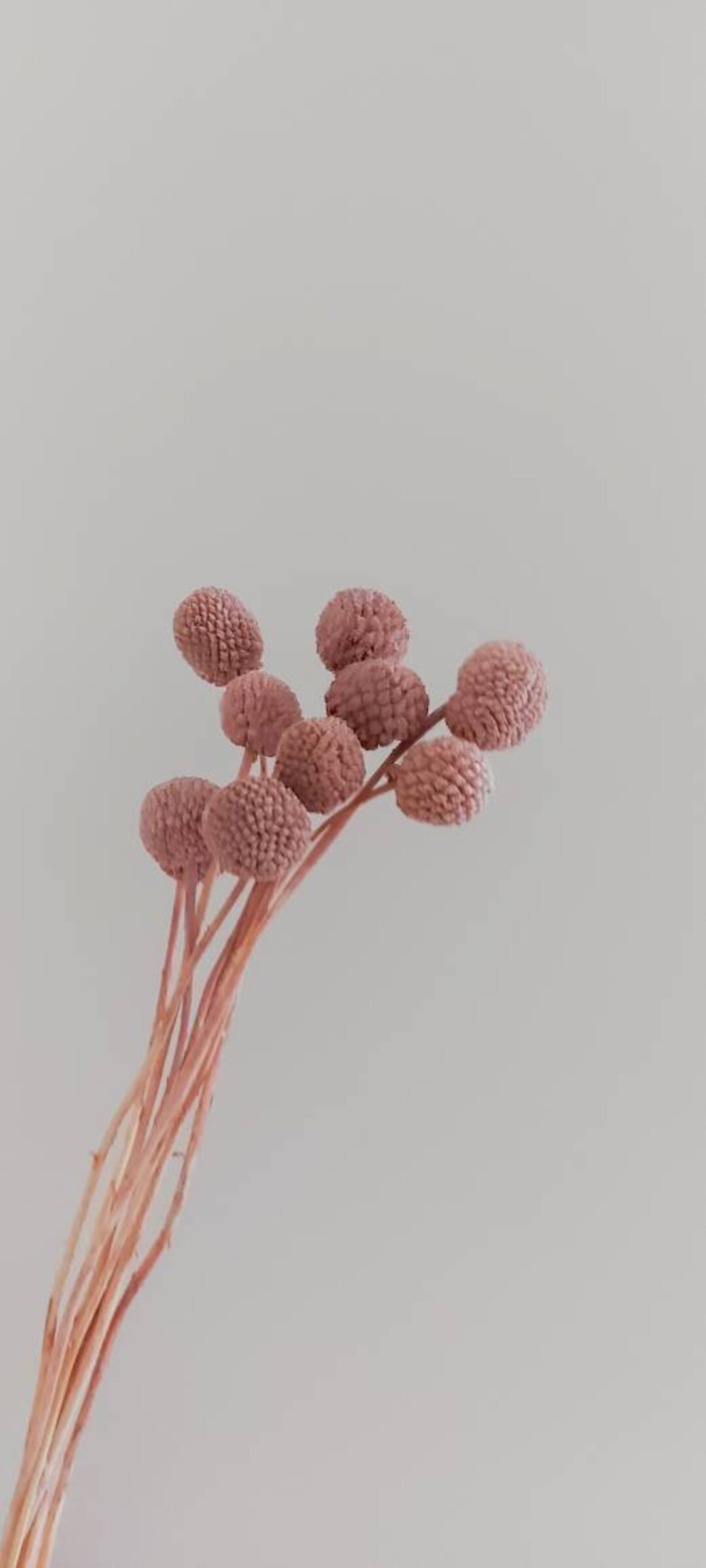 Light Purple Dried Preserved Billy Buttons Flowers Billy Balls ...