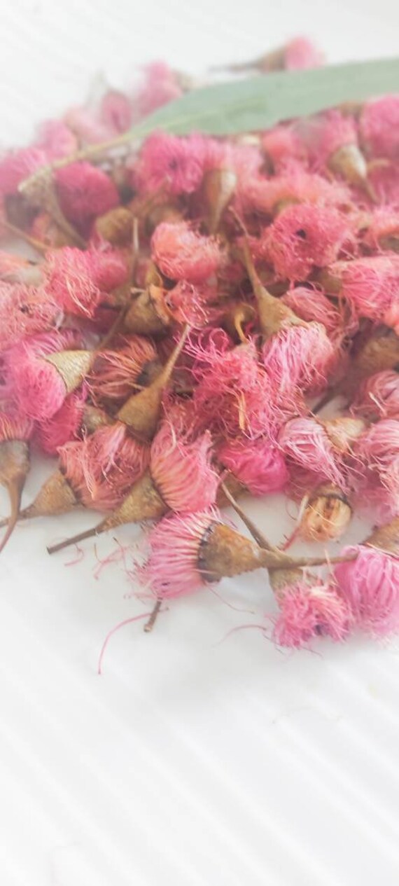 Dried or Fresh Pink Gum Blossom Loose Flowering Gums - Etsy Australia