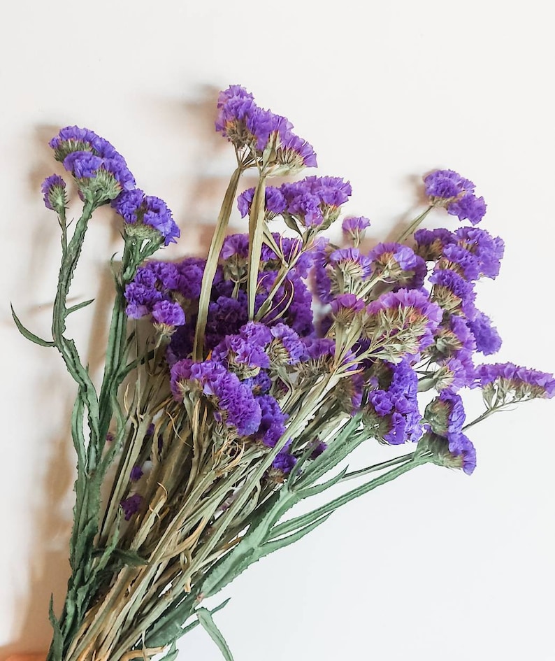 Dried Purple Statice Flowers Flora Natural Preserved Limonium Sea ...