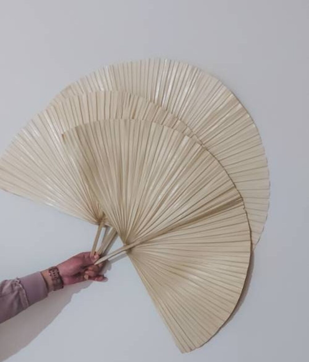 Natural Dried Large Fan Palms Leaves Leaf Stems Florist Craft Supplies ...