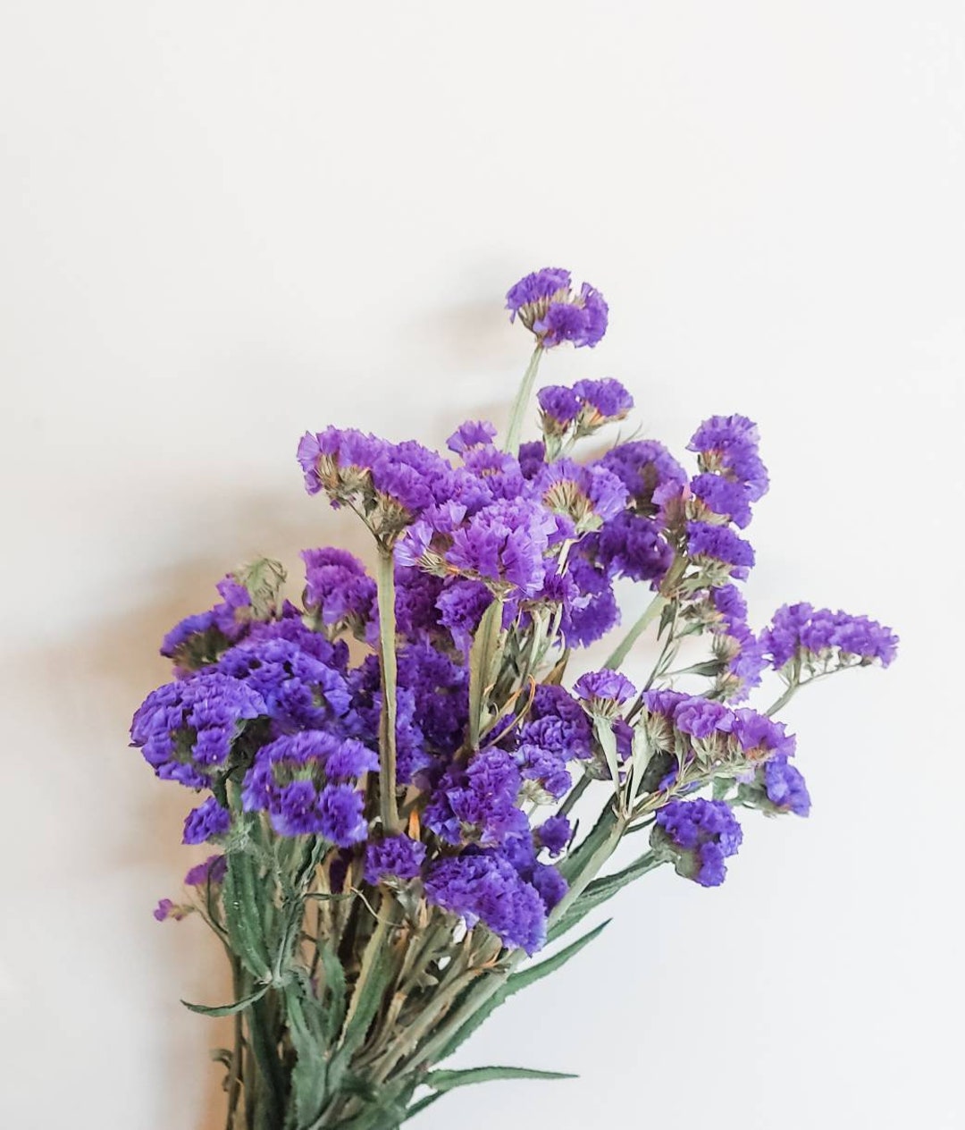 Dried Purple Statice Flowers Flora Natural Preserved Limonium Sea ...