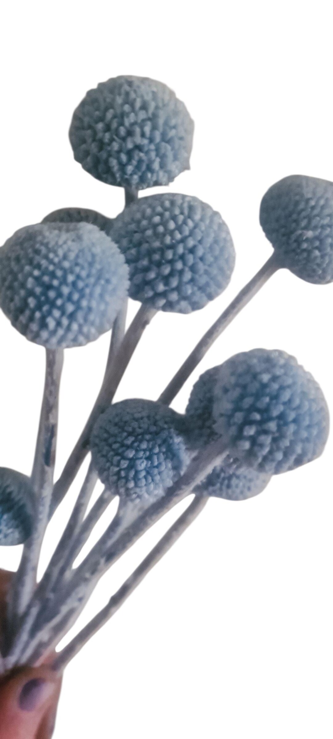 Light Blue Billy Buttons Dried Preserved Craspedia Flowers Australian ...