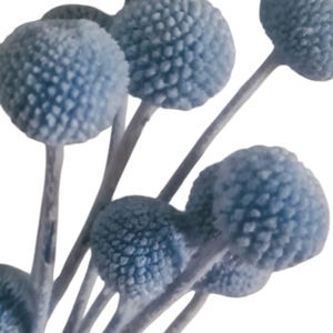 Light Blue Billy Buttons Dried Preserved Craspedia Flowers Australian ...