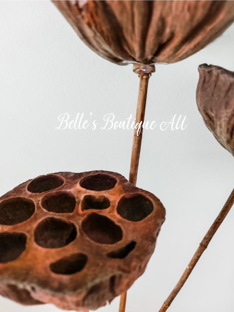 Large Natural Dried Lotus Pod Stems Dry Lotus Pod Seeds Brown Flower ...