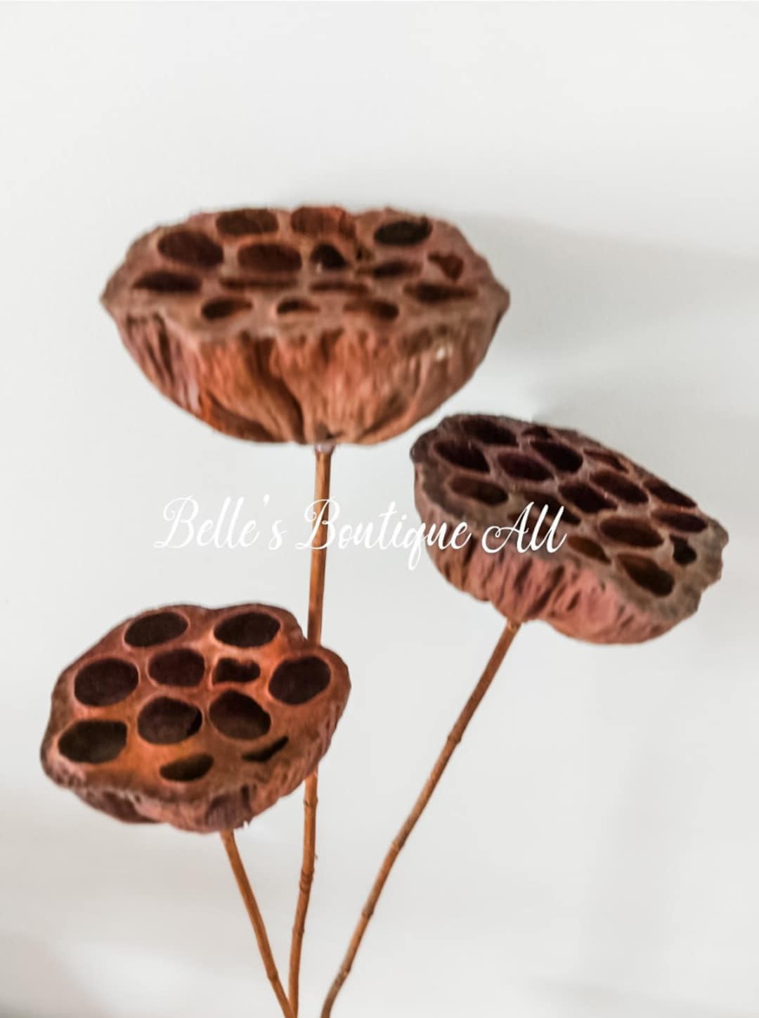 Large Natural Dried Lotus Pod Stems Dry Lotus Pod Seeds Brown Flower ...